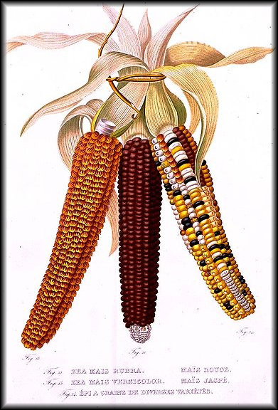 Buying Specialty Cornsall things hominy