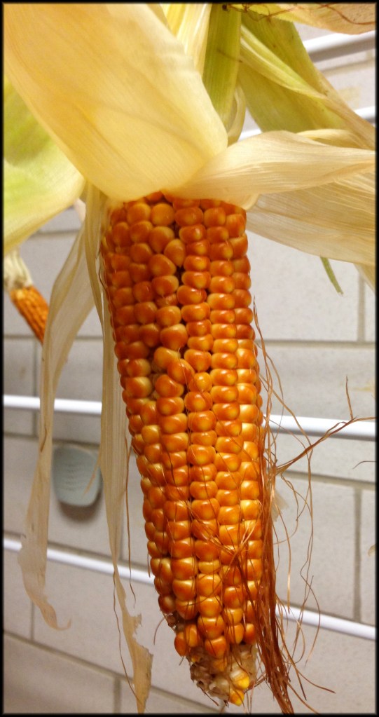 What Hominy Is and What Hominy Isn’tall things hominy