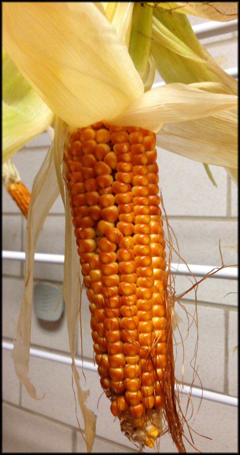 What Hominy Is and What Hominy Isn’tall things hominy